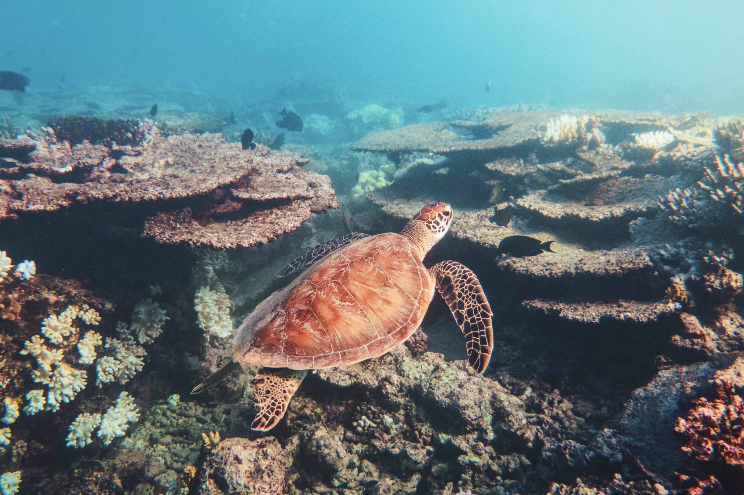 Turtle Great Barrier Reef ⋆ We Dream of Travel Blog