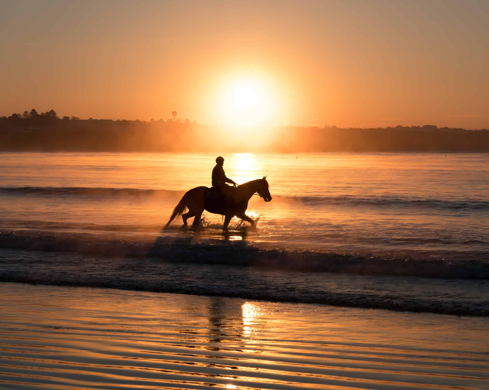 Horse In Sunrise