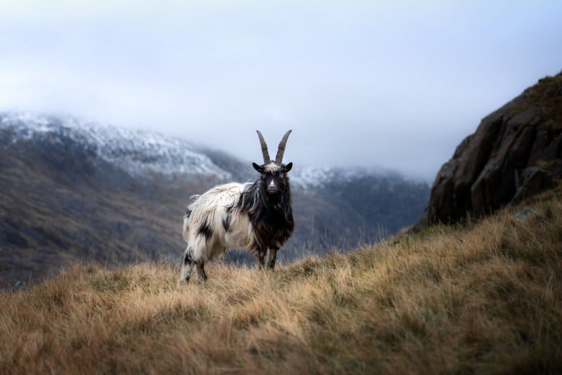Snowdonia Photography 2024 Guide: Amazing Photo Locations ⋆ We Dream of ...