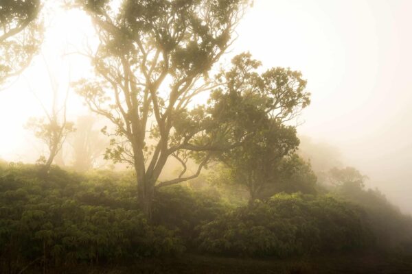 🥾 Hiking Kauai's Kalepa Ridge Trail: Ultimate Guide (2024)