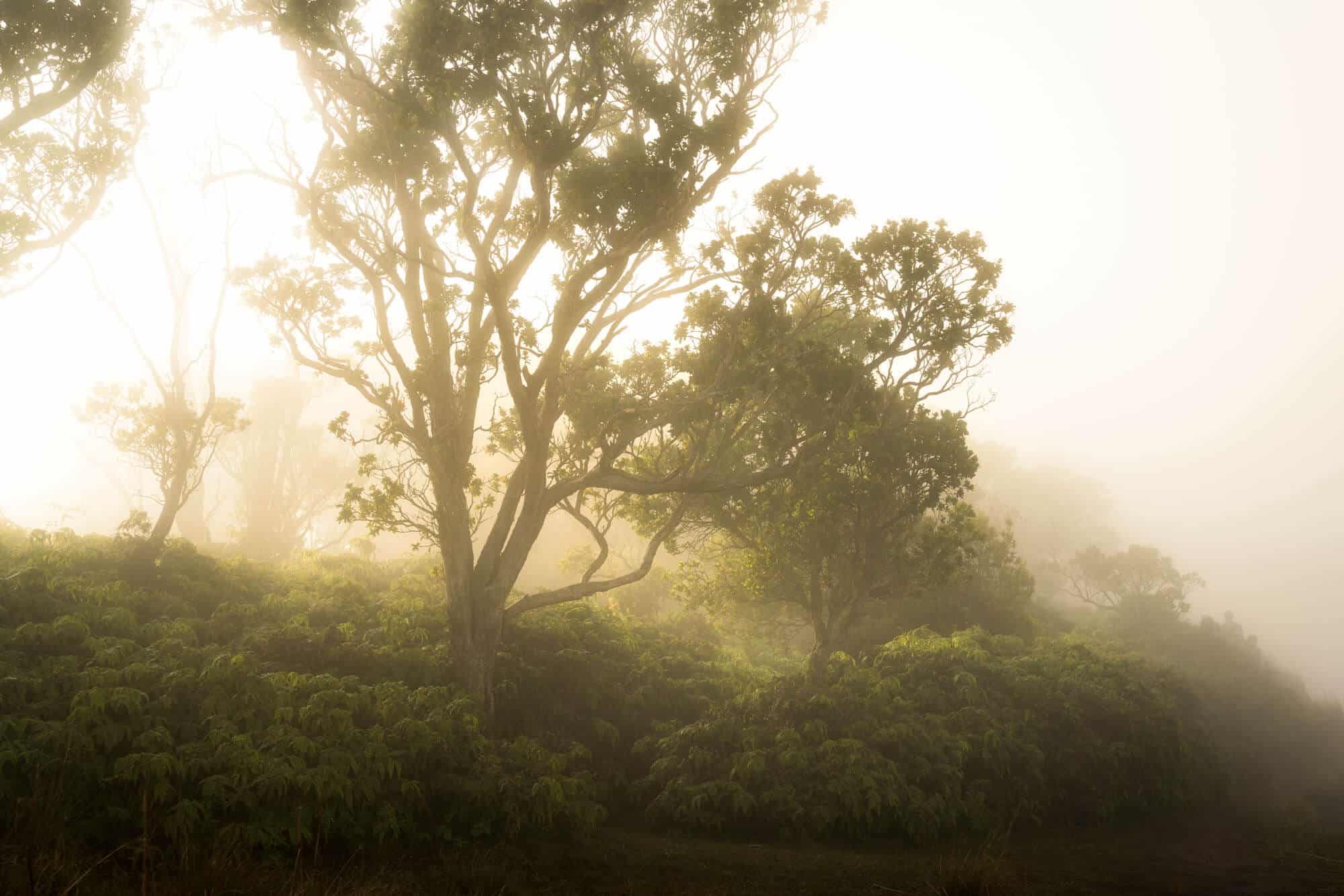 🥾 Hiking Kalepa Ridge Trail (Kauai): Complete 2023 Guide