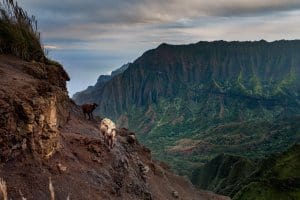 🥾 Hiking Kauai's Kalepa Ridge Trail: Ultimate Guide (2024)