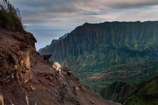 🥾 Hiking Kauai's Kalepa Ridge Trail: Ultimate Guide (2024)