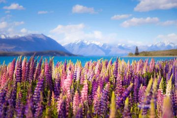 ☀️ Best Time to Visit New Zealand: Monthly Comparison (2024)