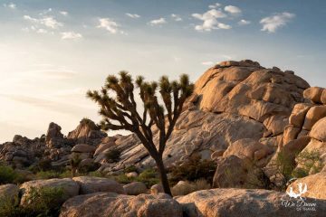 📸 Joshua Tree Photography: Best Spots for Night, Sunset & Sunrise