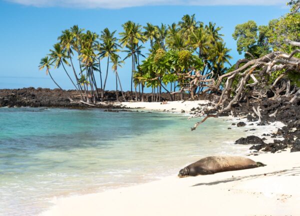 🏝 35 Best Beaches of Hawaii: All 6 Islands! (2024)