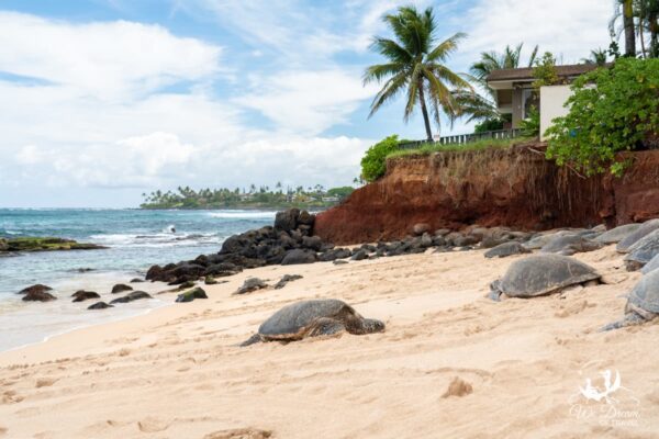 🐢 Kaulahao Beach / Kuau Beach: Ultimate Guide for Turtle Lovers