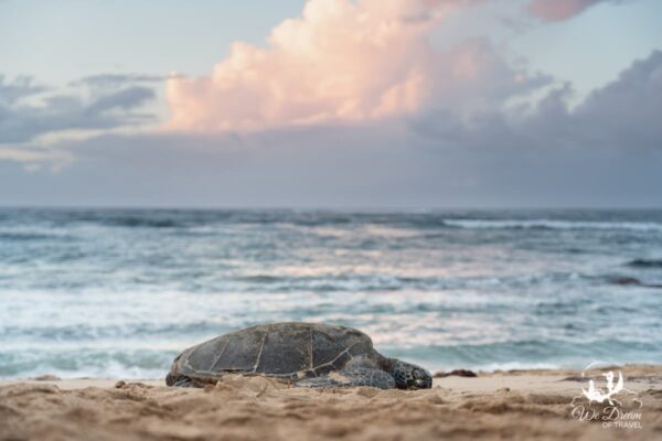 🐢 Kaulahao Beach / Kuau Beach: Ultimate Guide for Turtle Lovers