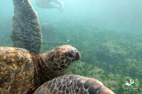 🐢 Kaulahao Beach / Kuau Beach: Ultimate Guide for Turtle Lovers