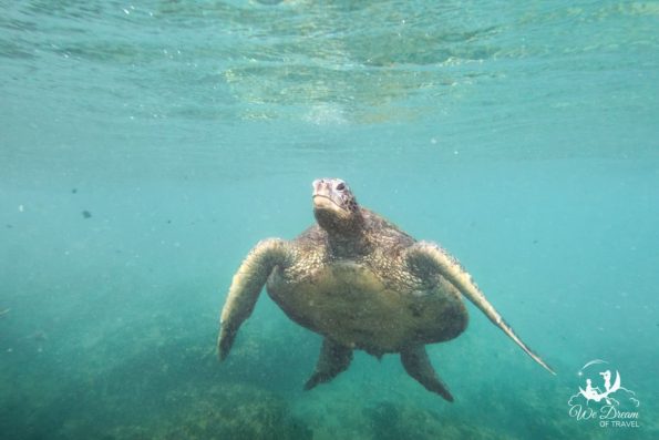 🐢 Kaulahao Beach / Kuau Beach: Ultimate Guide for Turtle Lovers