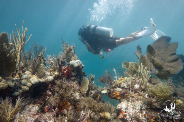 🏝 Key Largo vs Key West: Which to Choose & Why in 2024