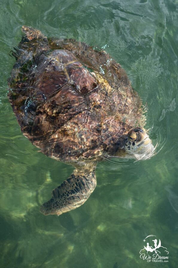 🏝 Perfect 5 Day Florida Keys Itinerary for First Time Visitors (2024) ⋆ ...
