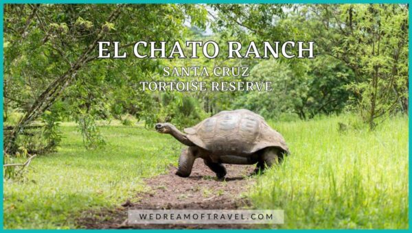 🐢 El Chato Ranch (Galapagos): 2024 Ultimate Guide