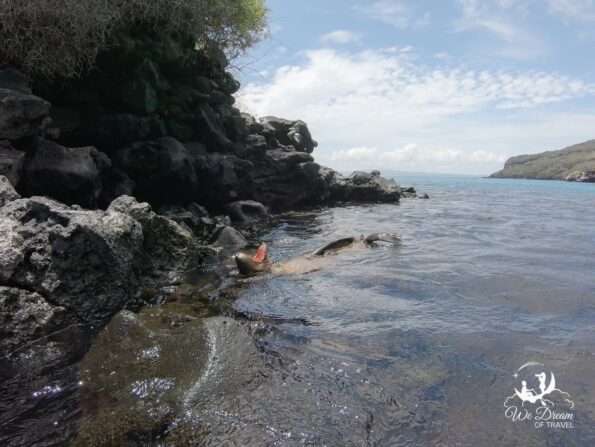 🤿 Isla Pinzon Ultimate Guide: Why & How to Visit (2024)