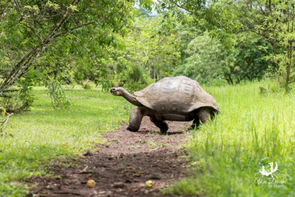🐢 El Chato Ranch (Galapagos): 2024 Ultimate Guide