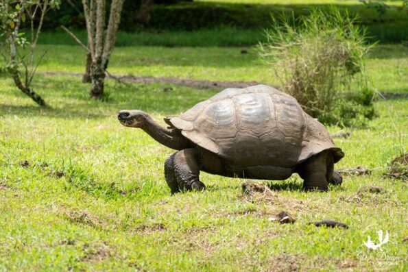 🐢 29 Best Galapagos Day Tours for an Epic Vacation (2024)