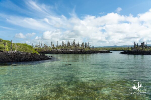 🤿 Isla Pinzon Ultimate Guide: Why & How to Visit (2024)