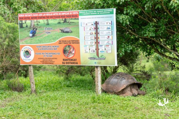 🐢 El Chato Ranch (Galapagos): 2024 Ultimate Guide