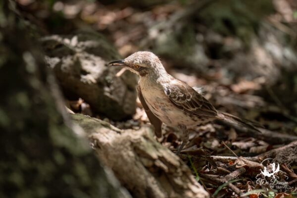 🐢 Galapaguera de Cerro Colorado Tortoise Reserve: Ultimate Guide