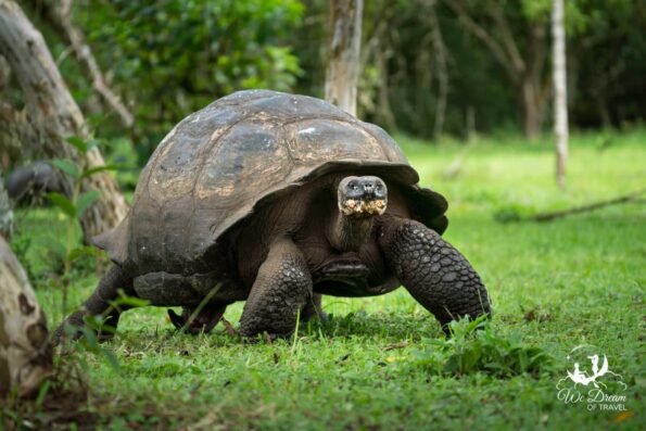 🐢 El Chato Ranch (Galapagos): 2024 Ultimate Guide