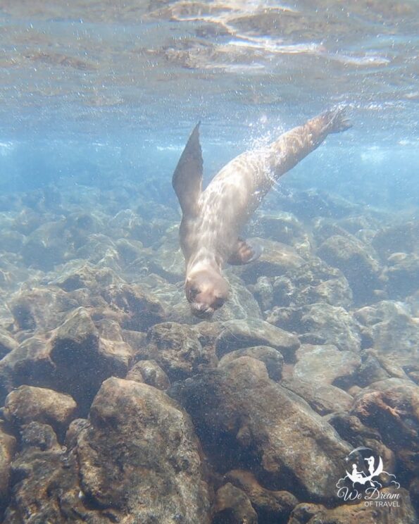 🤿 Isla Pinzon Ultimate Guide: Why & How to Visit (2024)