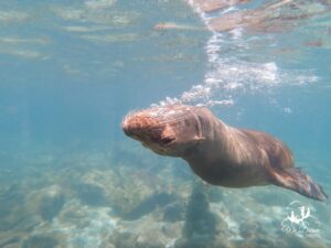 🤿 Isla Pinzon Ultimate Guide: Why & How to Visit (2024)