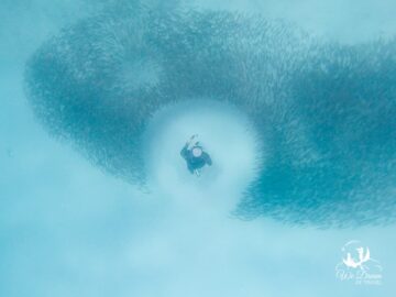 🤿 Isla Pinzon Ultimate Guide: Why & How to Visit (2024)