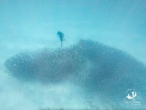 🤿 Isla Pinzon Ultimate Guide: Why & How to Visit (2024)