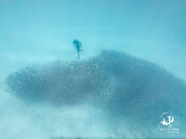 🤿 Isla Pinzon Ultimate Guide: Why & How to Visit (2024)