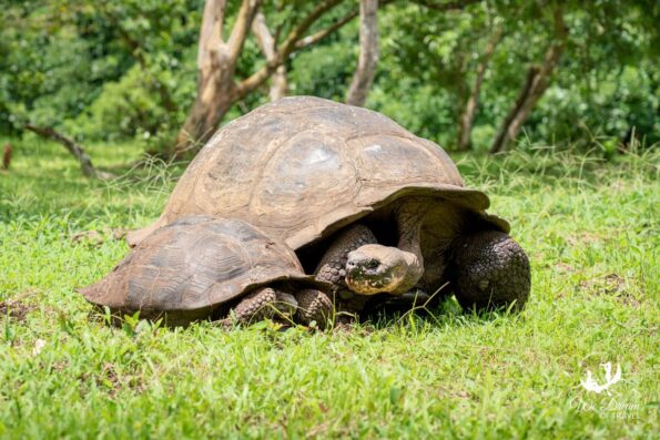 🐢 El Chato Ranch (Galapagos): 2024 Ultimate Guide