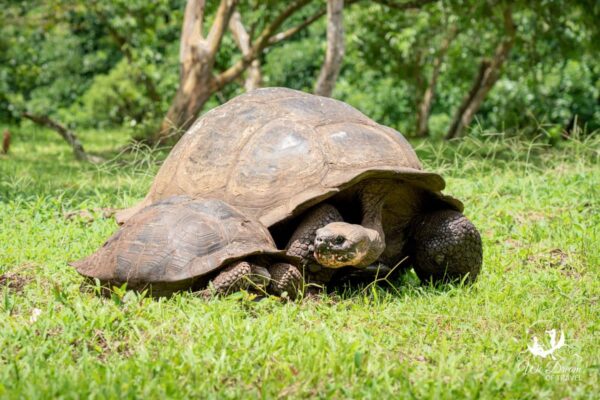 🐢 El Chato Ranch (Galapagos): 2024 Ultimate Guide