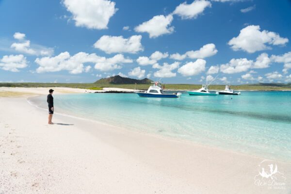 🐢 How to Travel to the Galapagos Islands in 10 Easy Steps (2024)