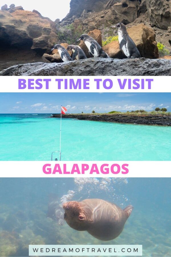 🏝 Best Time to Visit Galapagos: Pros & Cons for Each Month
