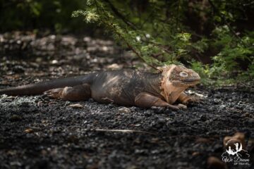 🏝 Best Islands in the Galapagos to Stay On & Visit (2024)