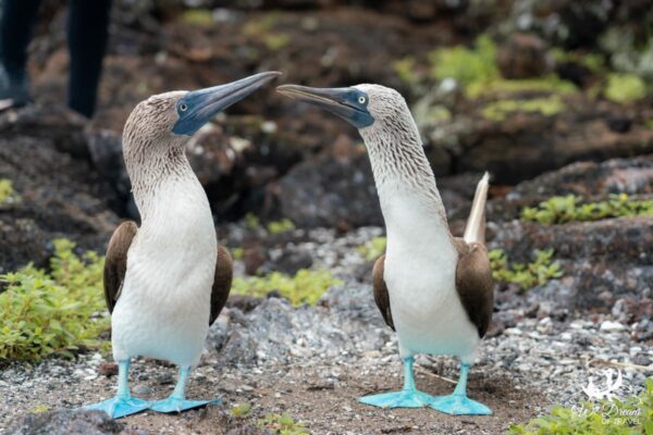 🐢35 Iconic Galapagos Islands Animals & Where to See Them