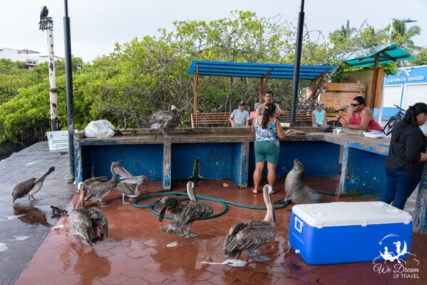 🐢 Santa Cruz (Galapagos): Ultimate Guide for a First Visit in 2024