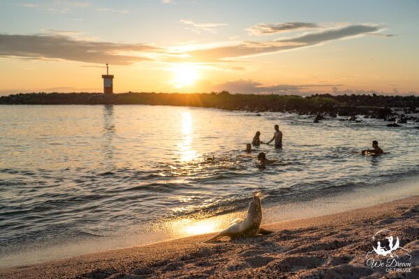 🐢 How to Travel to the Galapagos Islands in 10 Easy Steps (2024)