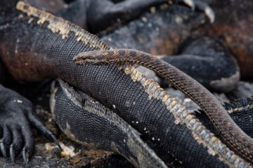 🐢35 Iconic Galapagos Islands Animals & Where to See Them