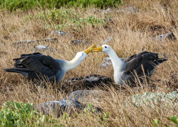 🐢 29 Best Galapagos Day Tours for an Epic Vacation (2024)