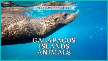 🐢35 Iconic Galapagos Islands Animals & Where to See Them